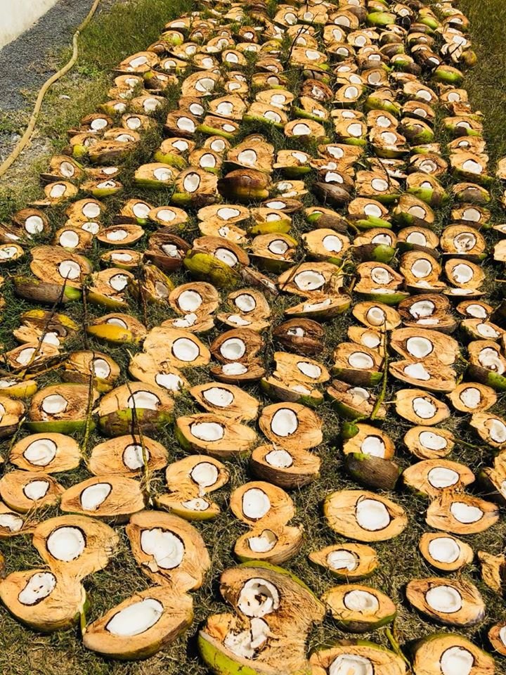 Processing Coconut oil | https://kalpavrikshafarms.com