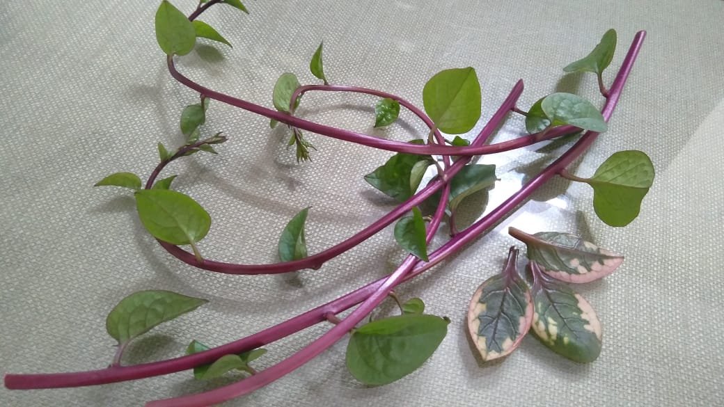 Thumba poo flower salad | https://kalpavrikshafarms.com