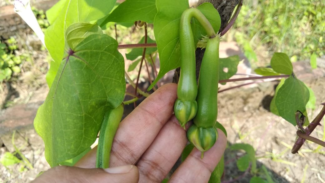 Reviving Rare Variety Indigenous Crops — | Kalpavriksha Farms