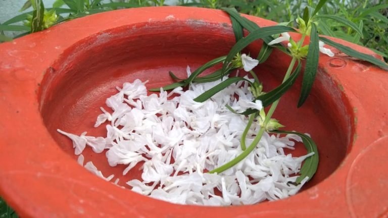 Thumba poo flower salad | https://kalpavrikshafarms.com