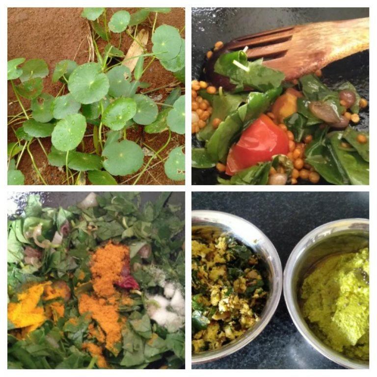 Vallarai Keerai Benefits & Delicious Recipes | https ...