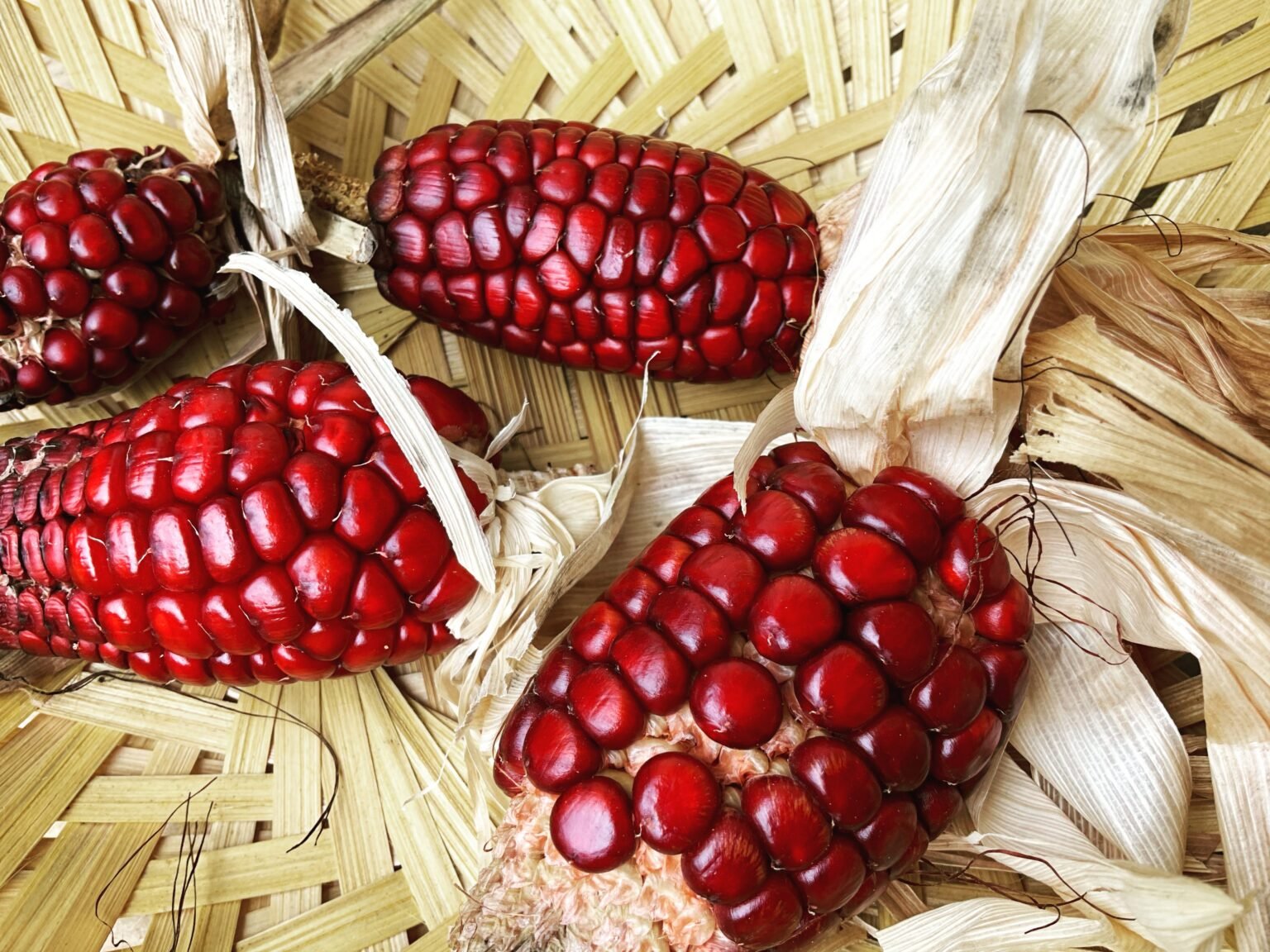 red ruby corn | Kalpavriksha Farms