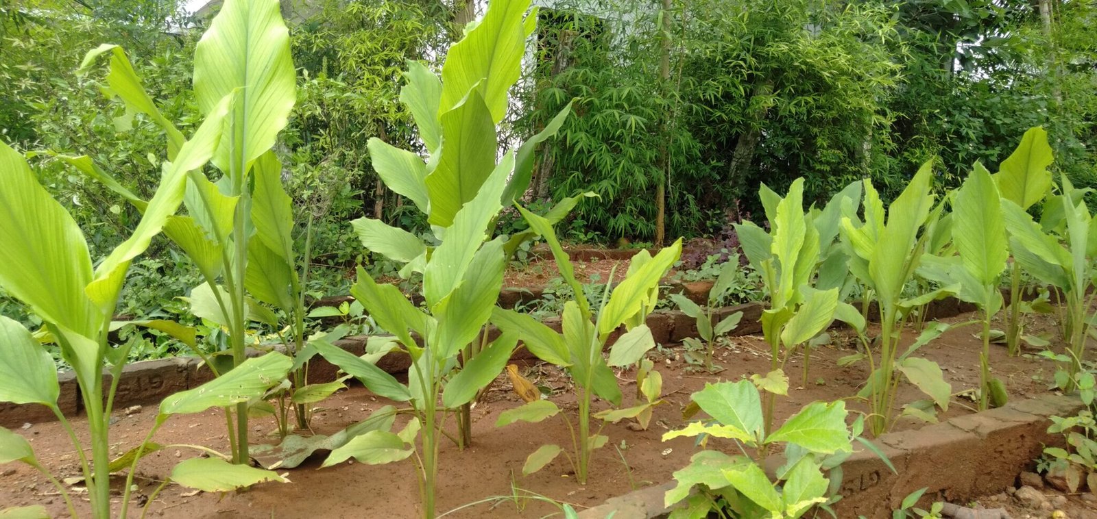 How to harvest and process Turmeric | https://kalpavrikshafarms.com