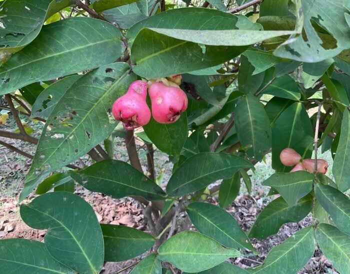 Water apple/ Rose apple tree | https://kalpavrikshafarms.com